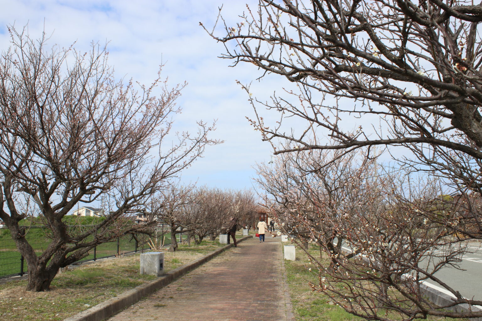 七ツ家の梅の木街道をご紹介！！ – 株式会社HACO LiB